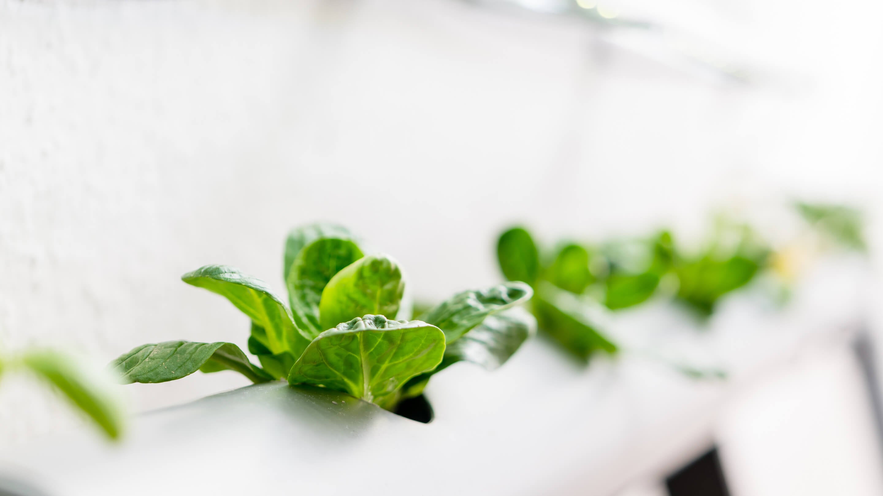 Aquaponics System Types: The Differences Between F&D, NFT and DWC – OFERA