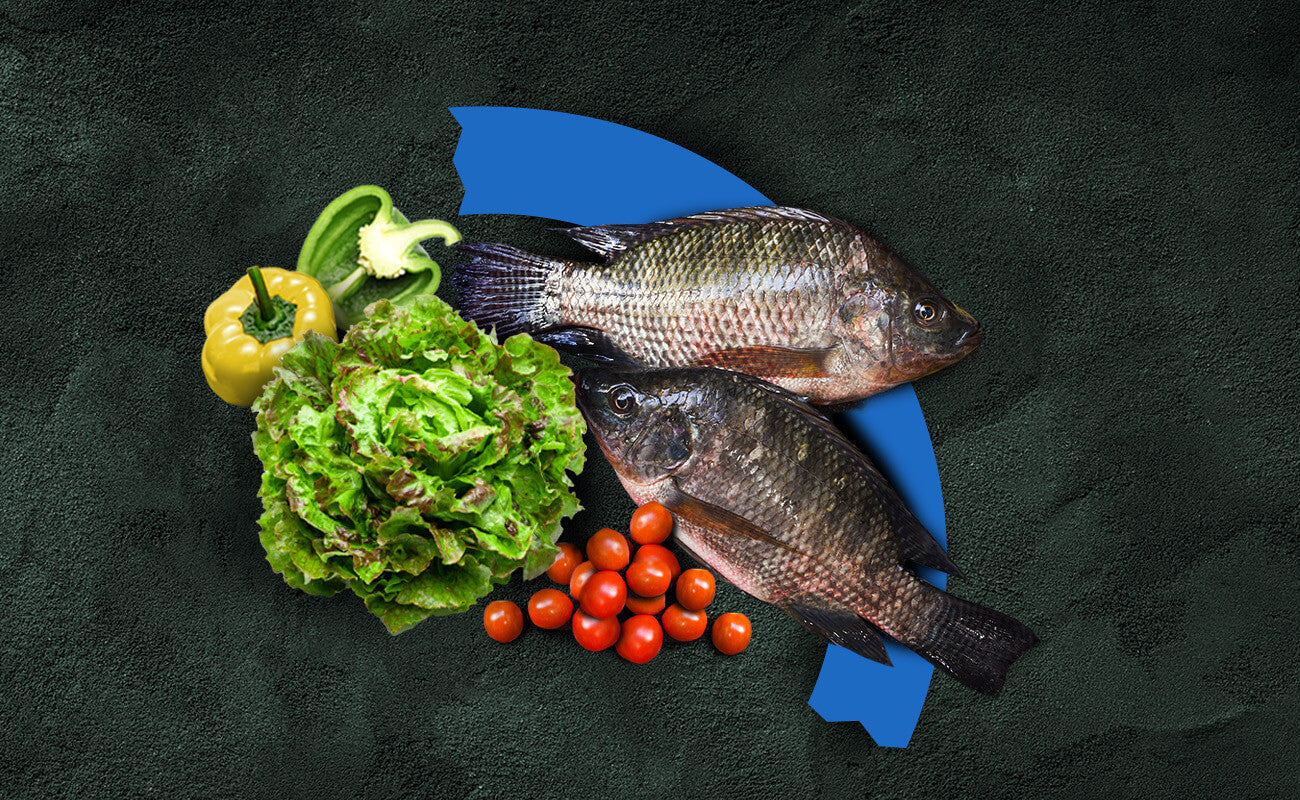 OFERA Cycle-Farming - Aquaponics, Mealworm & Black Soldier Fly Farming