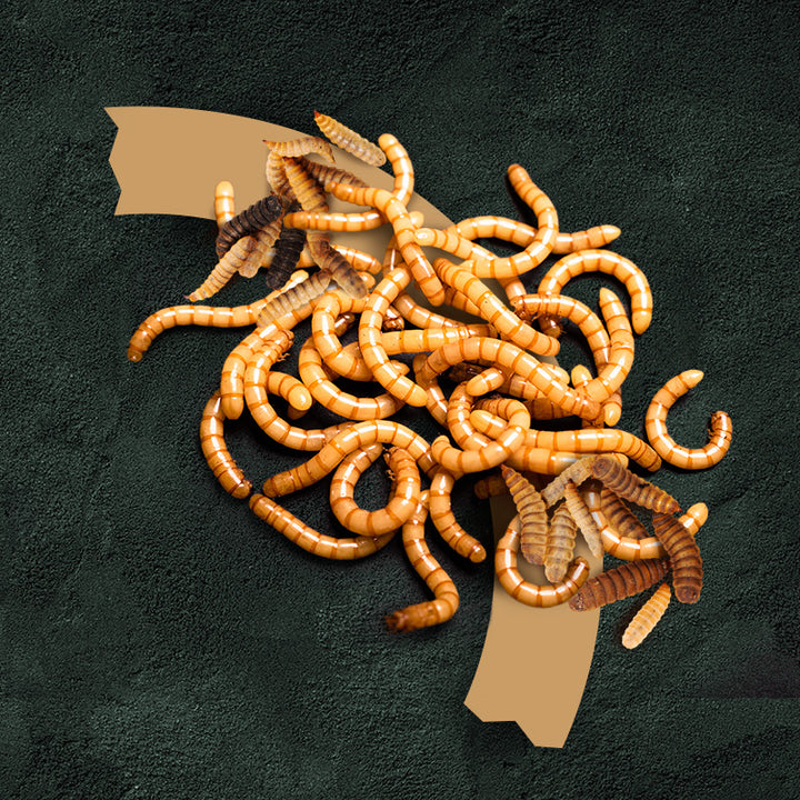 Breeding Mealworms – Starter Kits, Live Mealworms & Supplies | OFERA