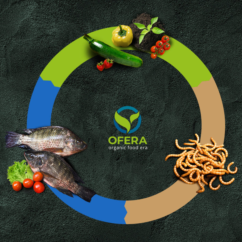 OFERA Cycle-Farming - Aquaponics, Mealworm & Black Soldier Fly Farming